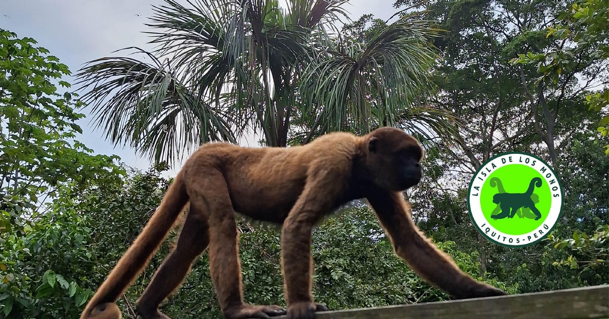 Iquitos: Full Day | Visit to the authentic Monkey Island | GetYourGuide