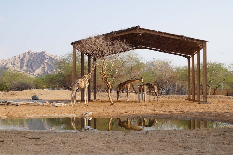 Abu Dhabi: Emirates Park Zoo Entry Ticket | GetYourGuide