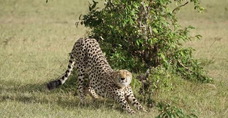 3 Maasai Mara Group Safari-IN A SAFARI VAN | GetYourGuide
