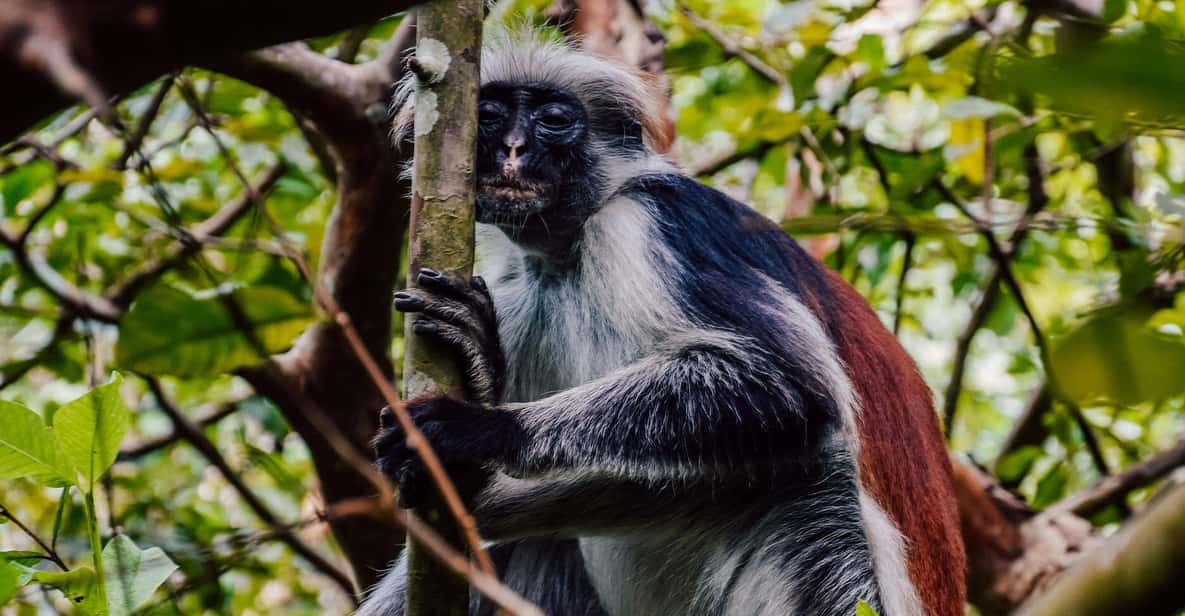 ザンジバル：ジョザニの森、ネイチャーウォークと野生動物ツアー | GetYourGuide