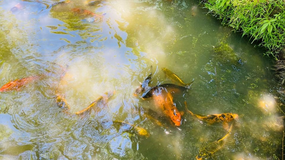 Monterrey: Safari Avontuur in Bioparque Estrella | GetYourGuide