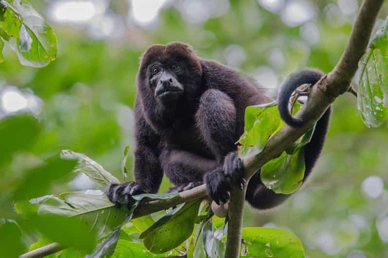 Palo Verde: Tempisque River Wildlife Safari with Lunch | GetYourGuide