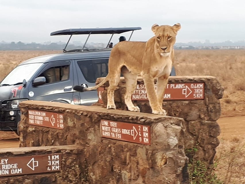 Nairobi National Park Half-Day Game Drive | GetYourGuide