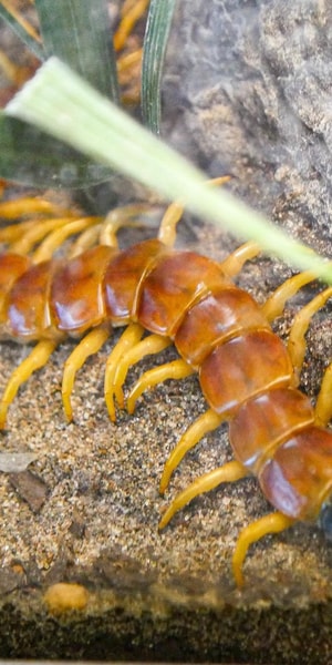 New Orleans: Audubon Aquarium & Insectarium Ticket | GetYourGuide