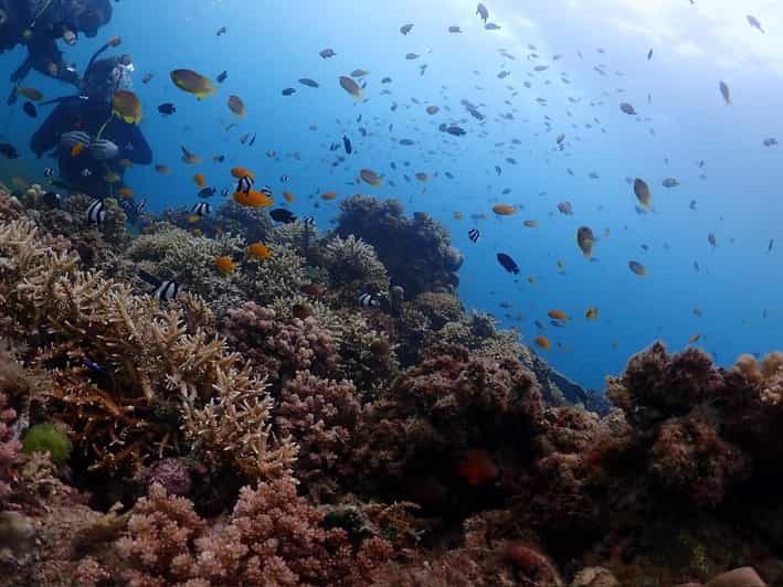 Cebu Mactan:Scuba Diving Experience Beach 1or2 dive. | GetYourGuide