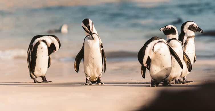Excursión de un día por el Cabo de las Agujas | El extremo más ...