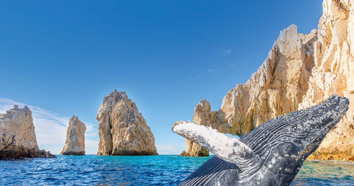 Cabo San Lucas Arch, Red Whale Watching and Love Beach | GetYourGuide