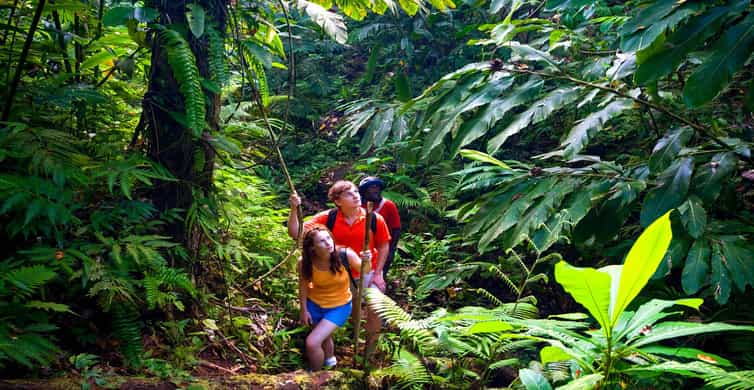 Haiku: Waterfall, Rainforest, and Handcrafted Chocolate Tour | GetYourGuide