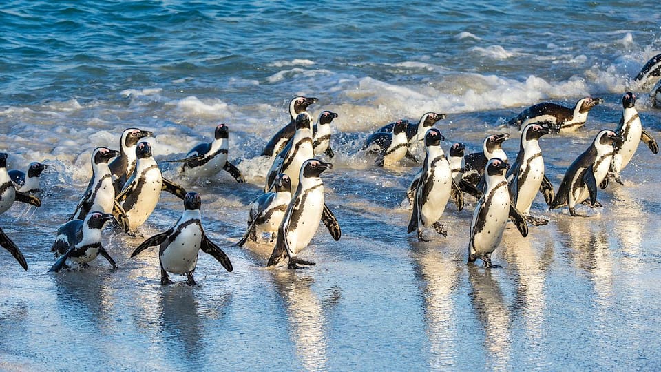 Table Mountain, Cape Point & Penguins tour with Park fees | GetYourGuide