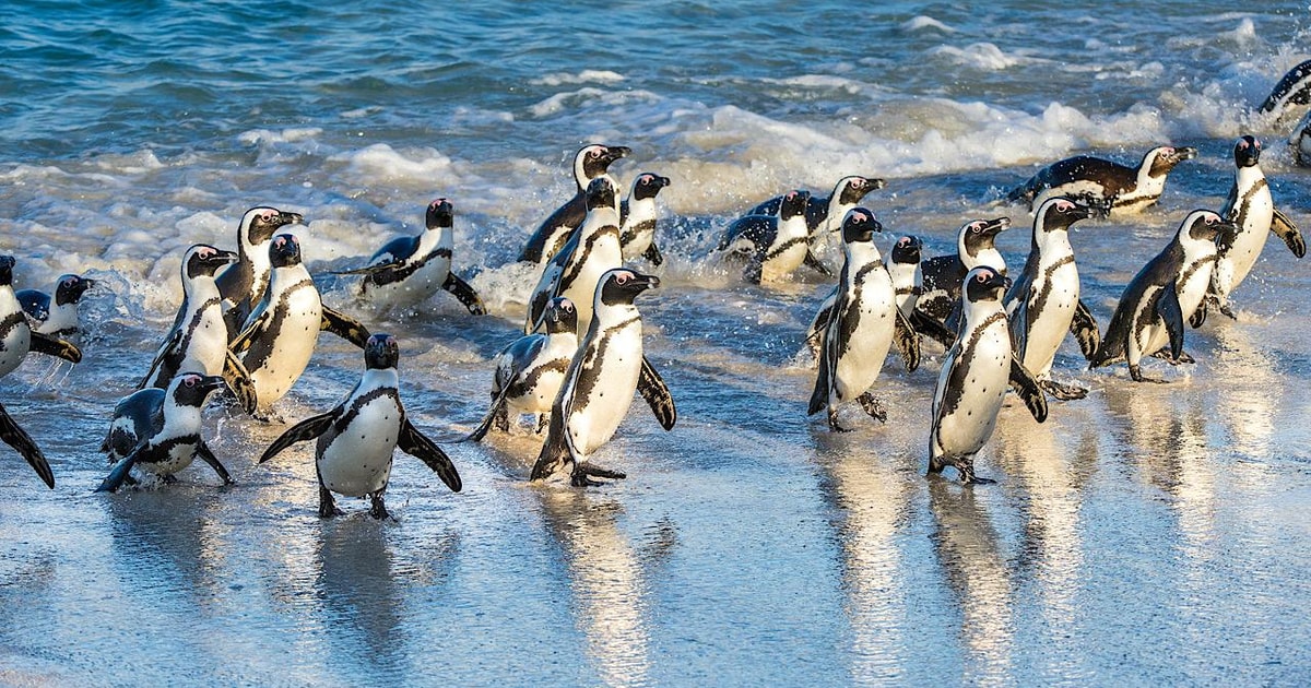 Table Mountain, Cape Point & Penguins tour with Park fees | GetYourGuide