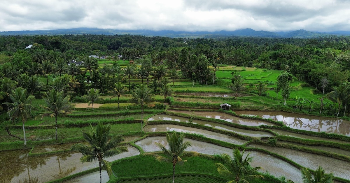 Lombok: Tour Tetebatu Rijstterras & Benang Stokel Waterval | GetYourGuide