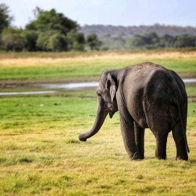 From Negombo: Sigiriya Dambulla and Village Safari Day Tour | GetYourGuide