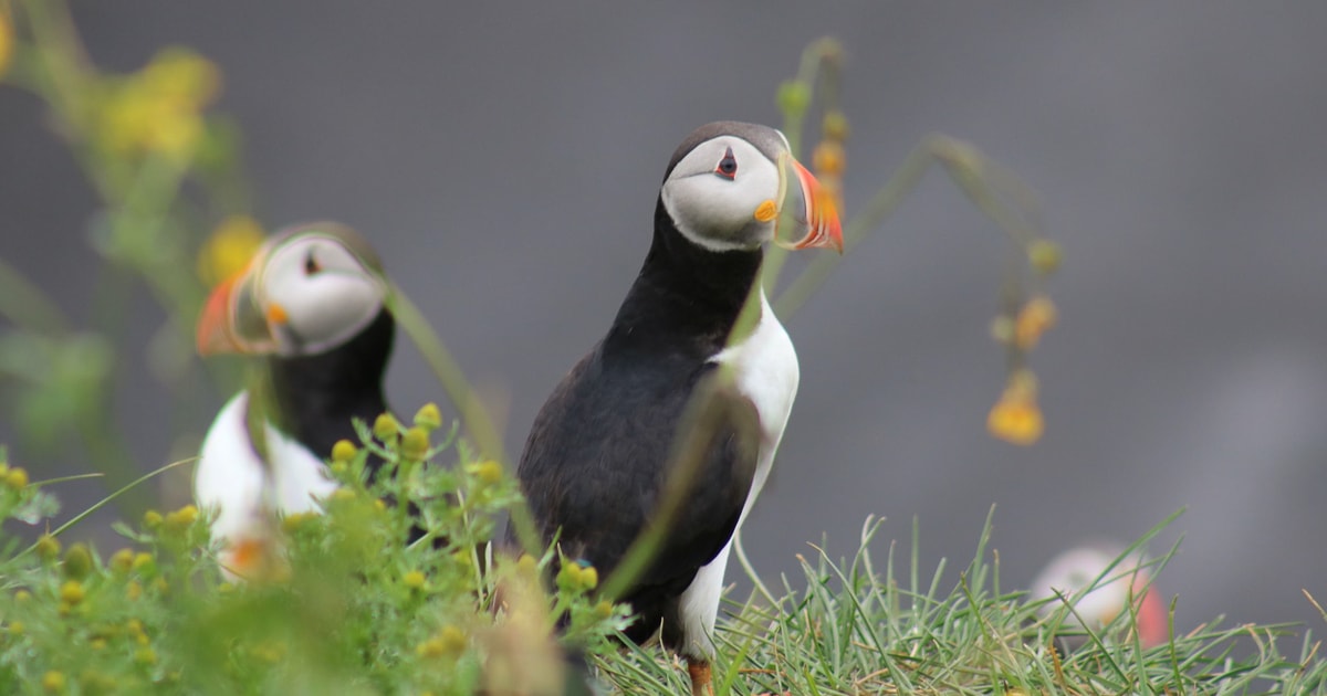 Reykjavik: 1-Hour Puffin Watching Tour | GetYourGuide