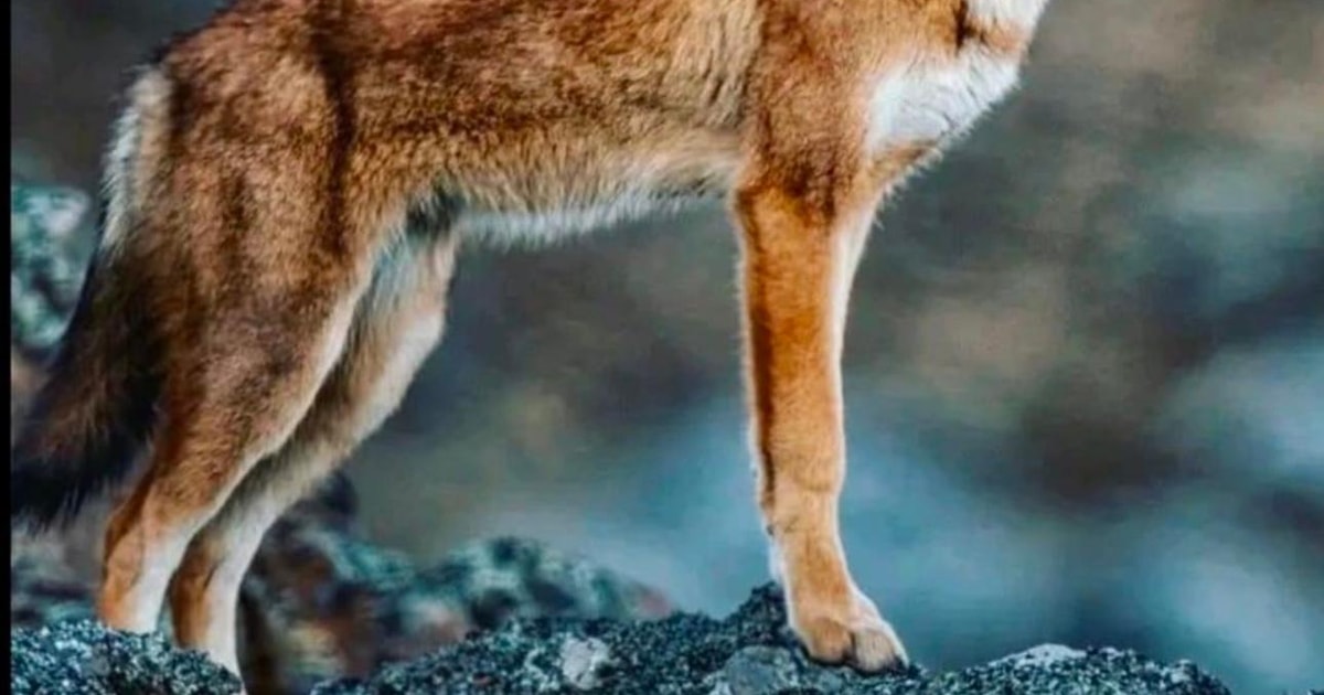 Addis Ababa: Bale Mountains & Sof Omar Cave 4-Day Tour | GetYourGuide