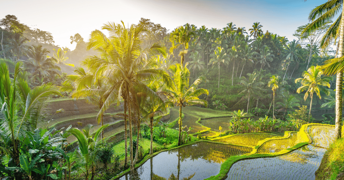 Ubud: Saraswati Temple, Monkey Forest, Art Market, Waterfall | GetYourGuide