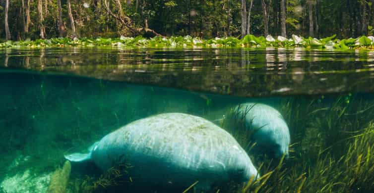 Silver Springs: Clear Kayak Manatee Season Tour | GetYourGuide