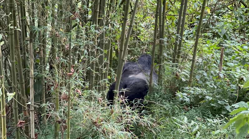 Excursión de Aventura de 1 Día por el Monte Bisoke, Parque Nacional de ...
