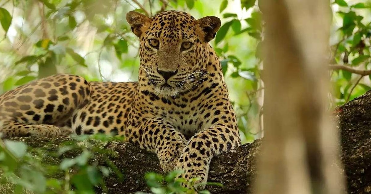 Von Anuradhapura Ganztägige wilpattu wild heaven safari | GetYourGuide
