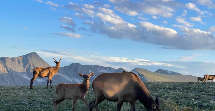 Moosin' Around Rocky: A Springtime Evening Wildlife Tour | GetYourGuide