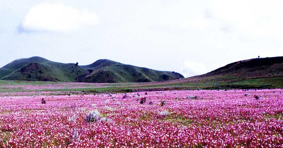 Mbeya: Kitulo National Park 2-Day Itinerary | GetYourGuide
