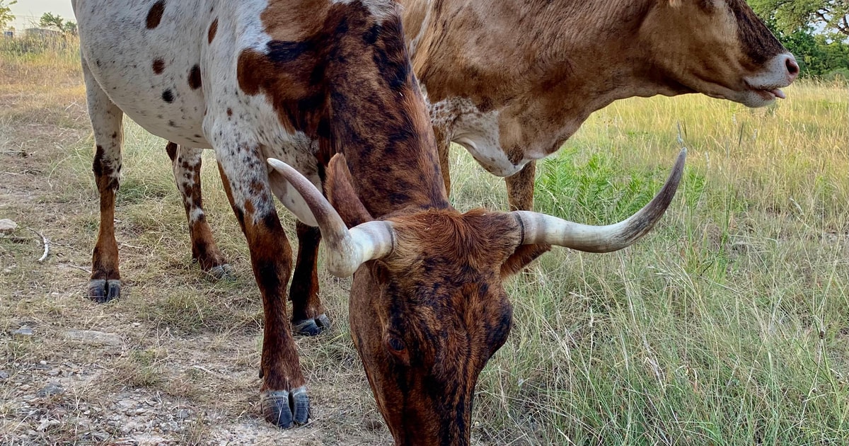 Bandera: Ranch Visit with Longhorns and Horses | GetYourGuide