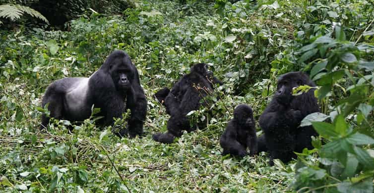 Ουγκάντα: 3ήμερο σαφάρι με πεζοπορία για γορίλες από την Καμπάλα ...