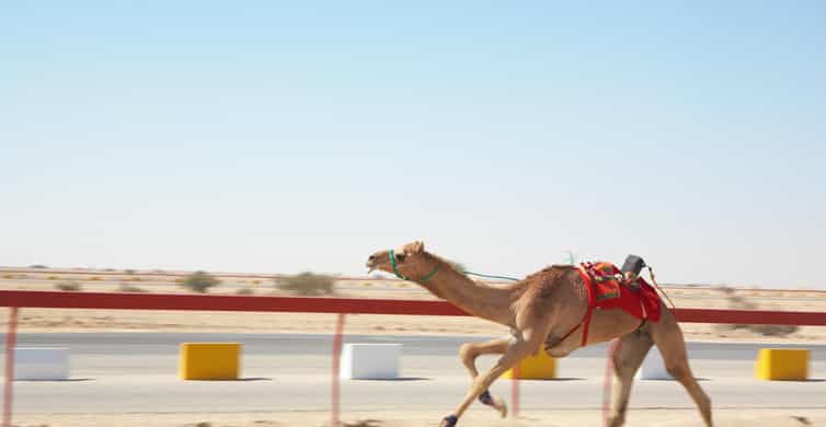 West Of Qatar, Mushroom Rocks, Camel Racing Track, Richard S | GetYourGuide