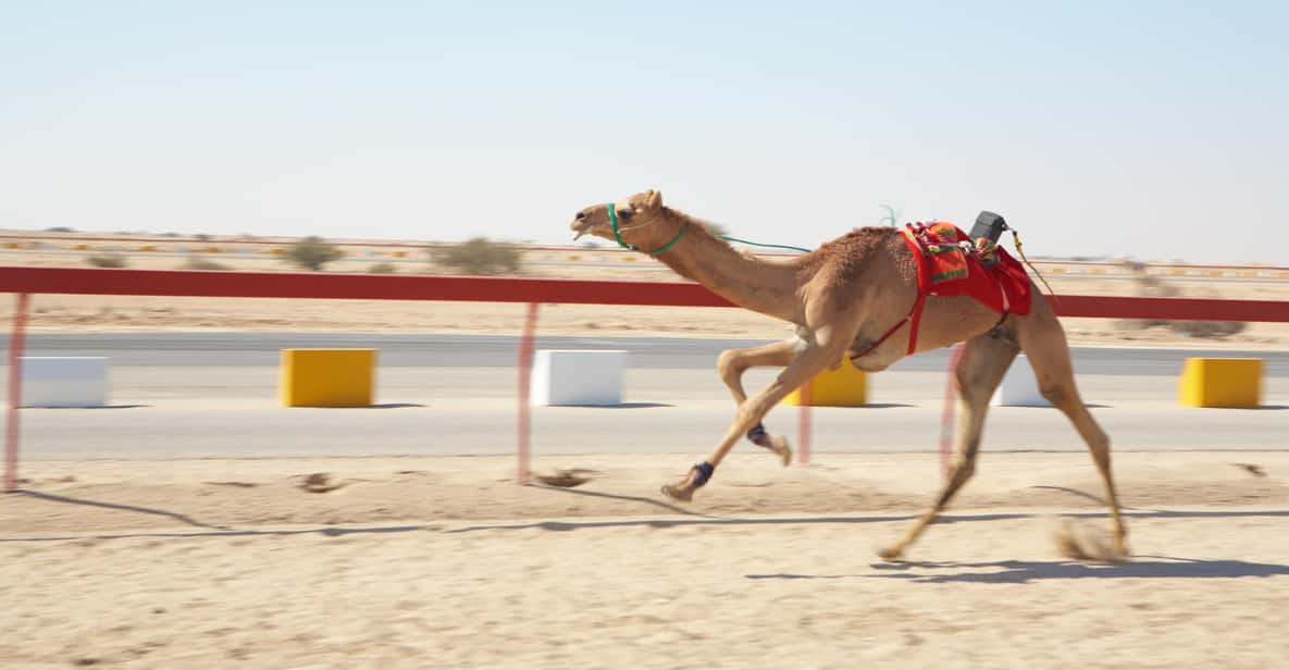 West Of Qatar, Mushroom Rocks, Camel Racing Track, Richard S | GetYourGuide