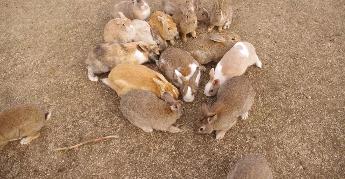 Hiroshimast: Takehara Town Tour: Rabbit Island ja Takehara Town Tour ...