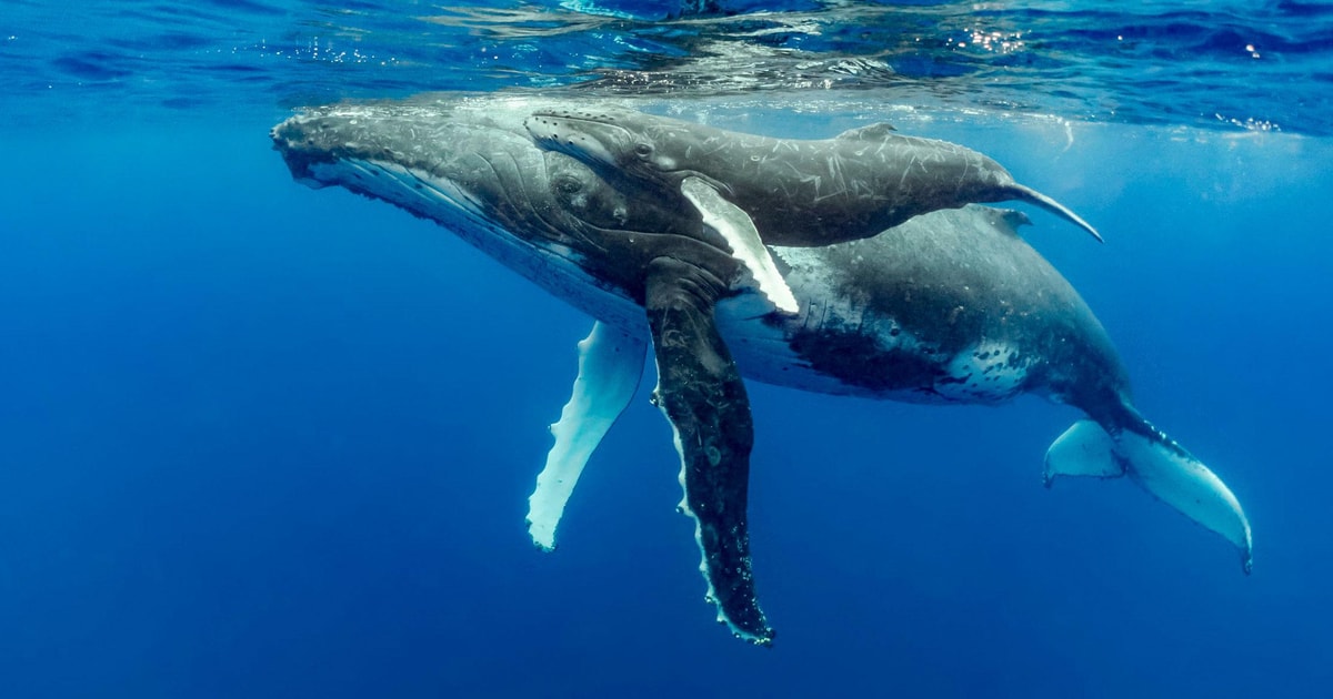Uvita: Parque Nacional Marino Ballena/Avistaje de Delfines | GetYourGuide