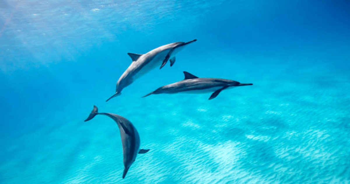 Isla de Mnemba: nada con delfines, haz snorkel y visita un banco de ...