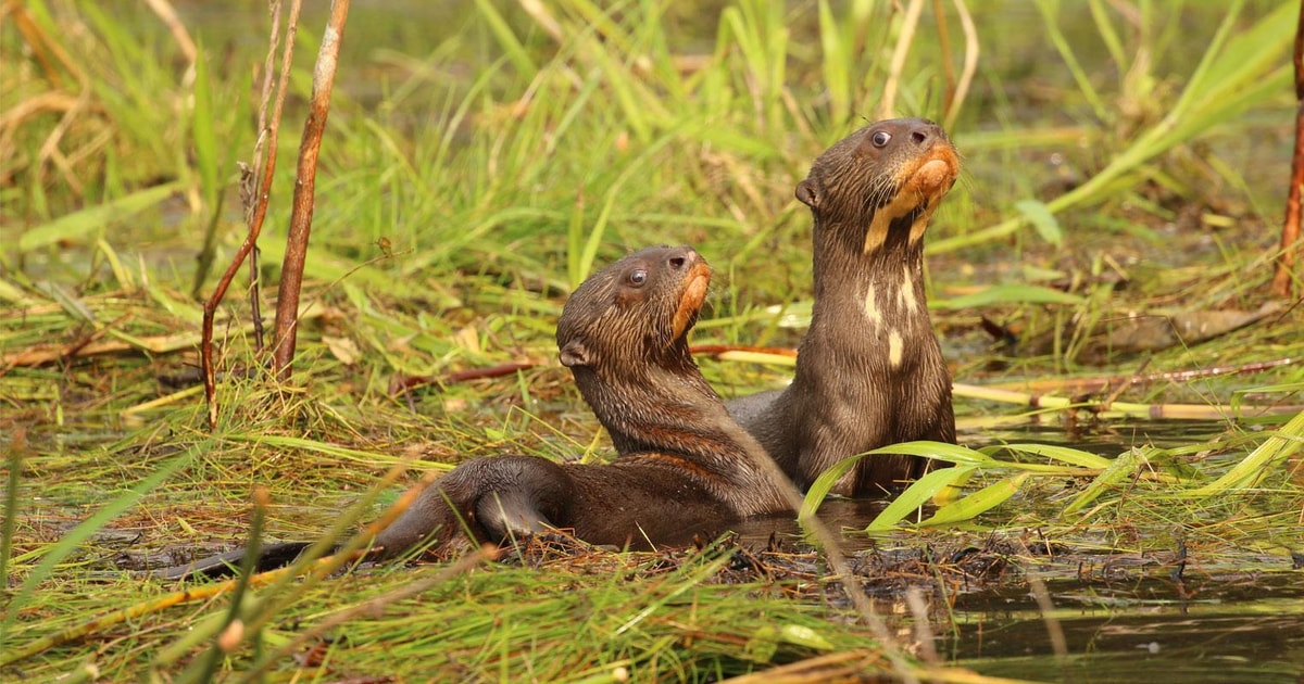 Manu Jungle Excursion 3D | Cloud forest, Night hike| | GetYourGuide