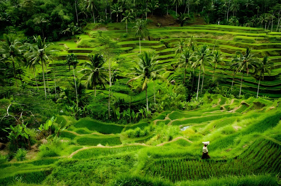 Bali Full Day-Tour: Denpasar City and Ubud Art Village Tour | GetYourGuide