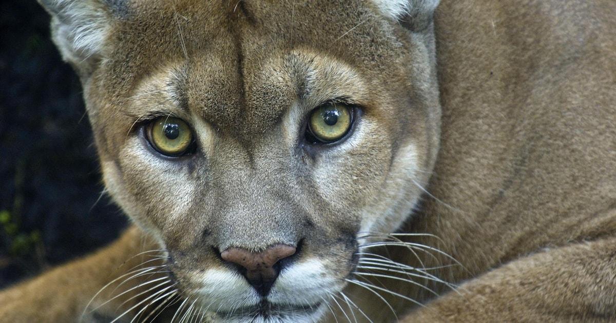 Puerto Natales: Fotosafari med puma-sporing | GetYourGuide