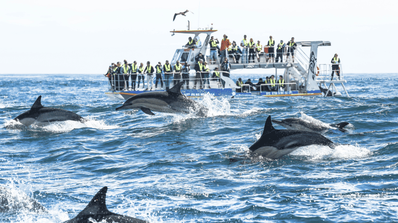 Hermanus Whale Watching and Winelands Private Full-day Tour | GetYourGuide