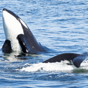 Seattle: Pier 69 Wildlife and Whale Watching Boat Tour | GetYourGuide
