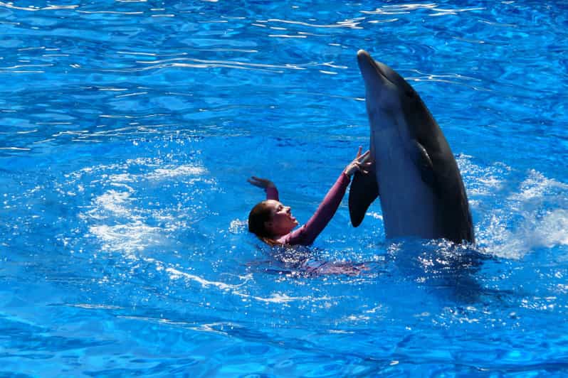 Agadir : Dolphin World Entry Ticket & Transfer | GetYourGuide