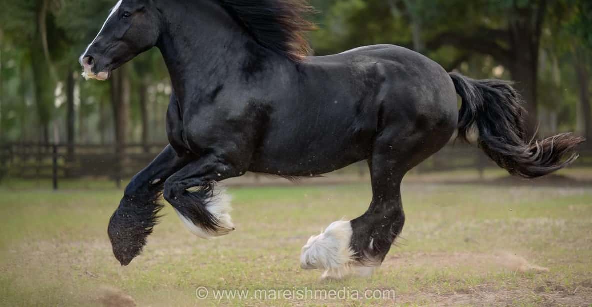 Ocala: Gypsy Gold Horse Farm Horses & History Tour | GetYourGuide