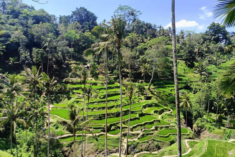 Ubud: PRIVATE TOUR, Waterfall, Temple & Rice Terrace | GetYourGuide