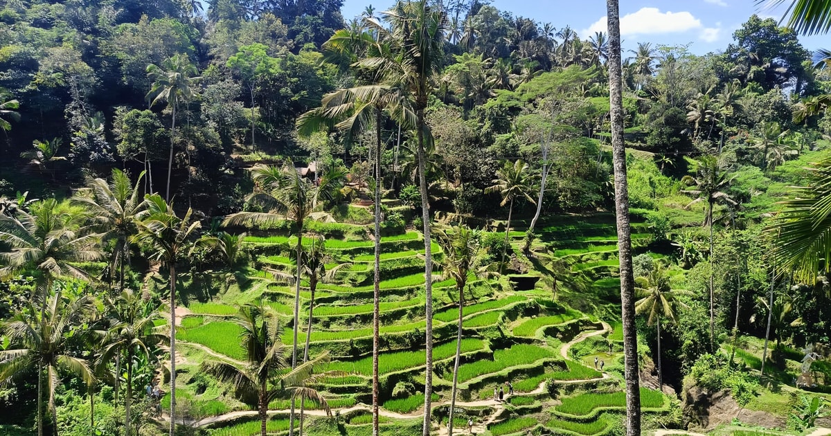 Ubud: Waterfall, Rice Terrace, Bali Swing PRIVATE TOUR | GetYourGuide