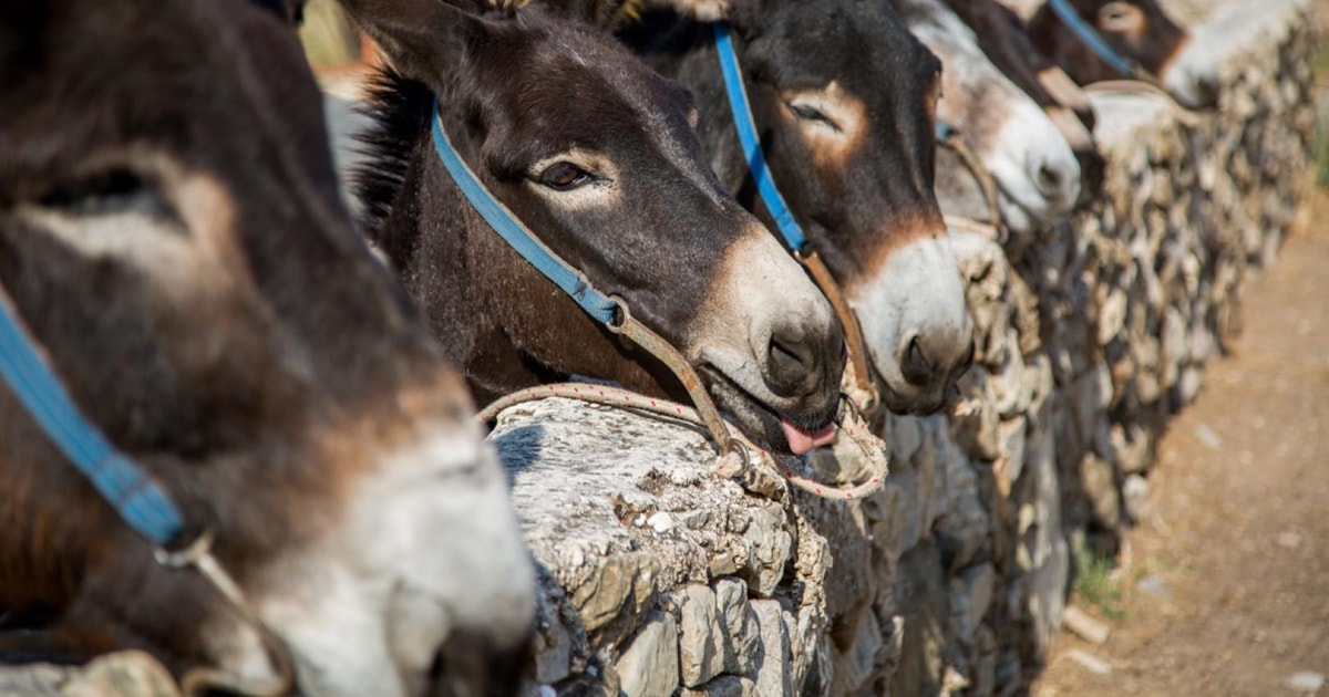 Paphos/Limassol: Excursión de un día a una granja de burros con comida ...