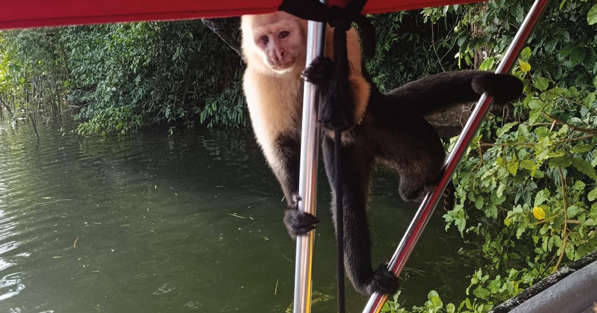 Panama: Monkey Island and Panama Canal Eco-Tour & Jungle | GetYourGuide
