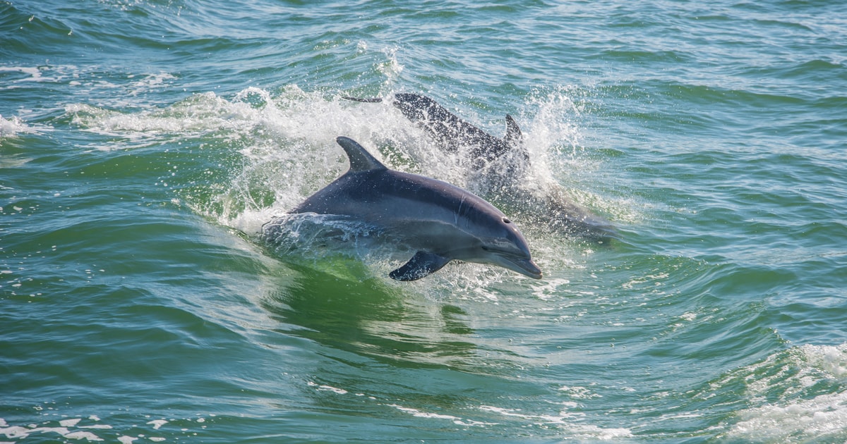 St. Petersburg, FL: Private 2-Hour Dolphin Watching Cruise | GetYourGuide
