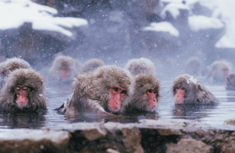 Desde Tokio: Excursión privada de un día al Mono de las Nieves y ...
