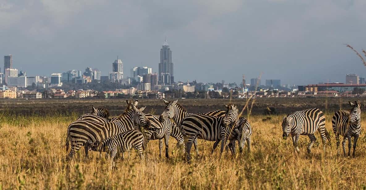 Nairobi luchthaven tussenstop: Tour Nairobi National Park- 4 uur ...
