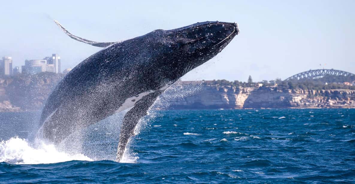 Charlevoix, Canyon St-Anne, Whale Watch 2 Days from Montreal | GetYourGuide