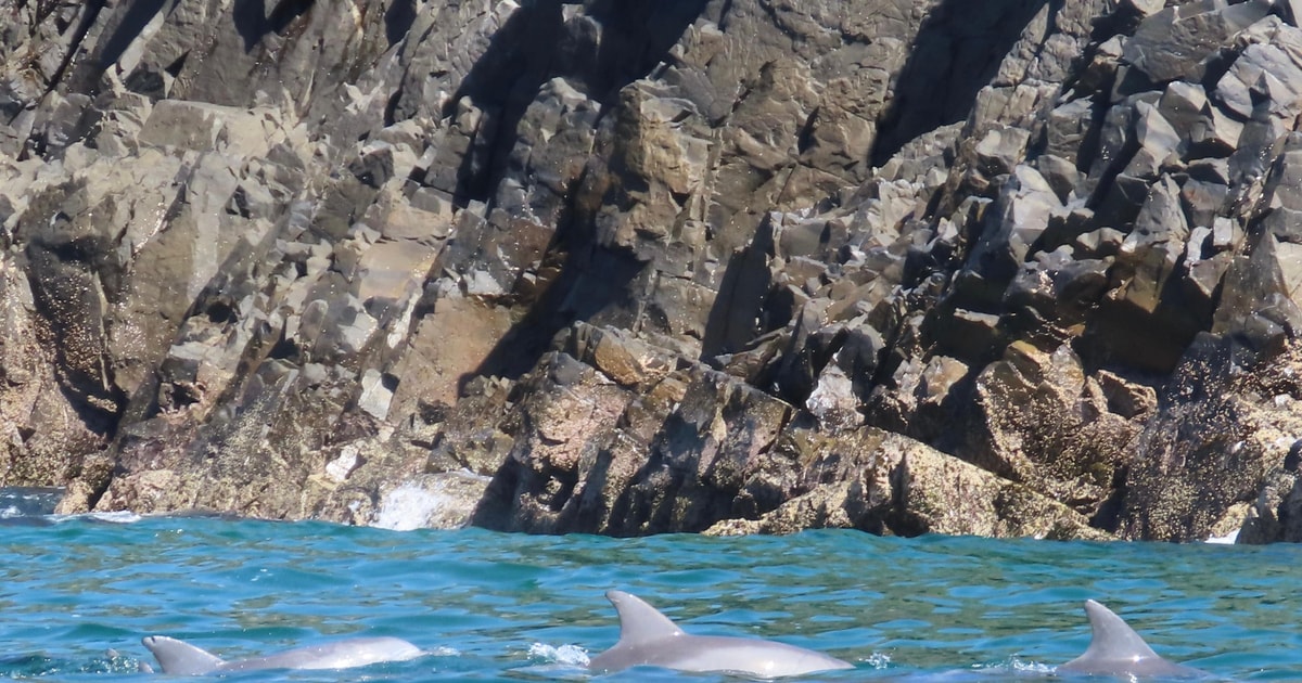 Noosa Heads: Safari con delfines Ocean Rider. Ofertas familiares ...