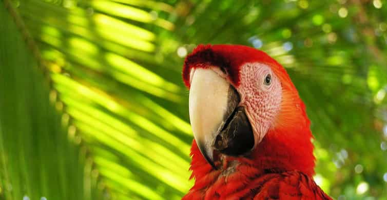 Costa Rica Mangrove Tour: Terraba National Wetlands - Uvita | GetYourGuide