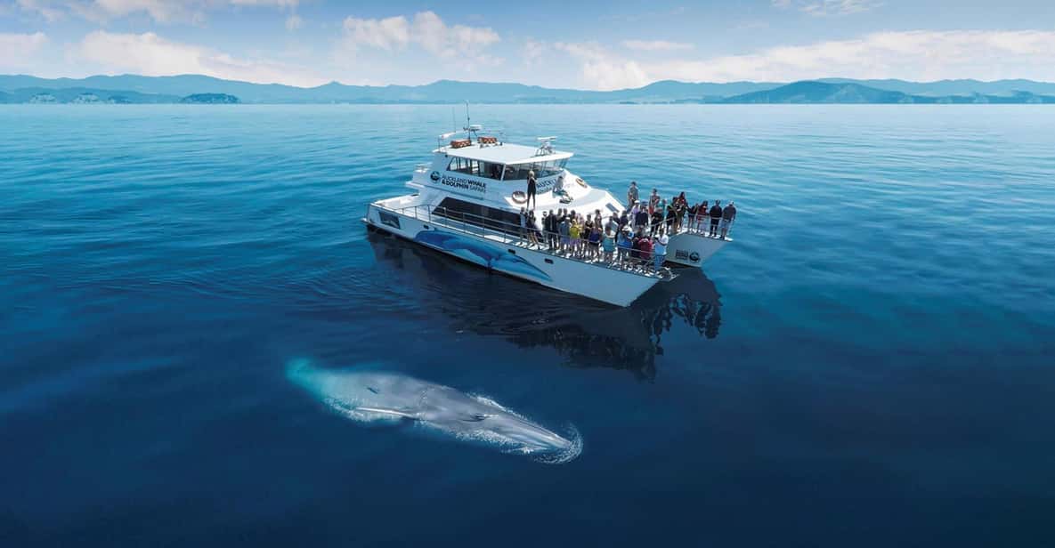 Excursión de avistamiento de ballenas azules en Mirissa: Un Día de ...