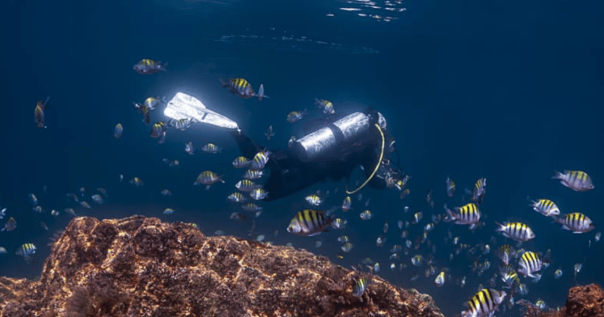 La Paz: Punta Lobos Dive Site | GetYourGuide